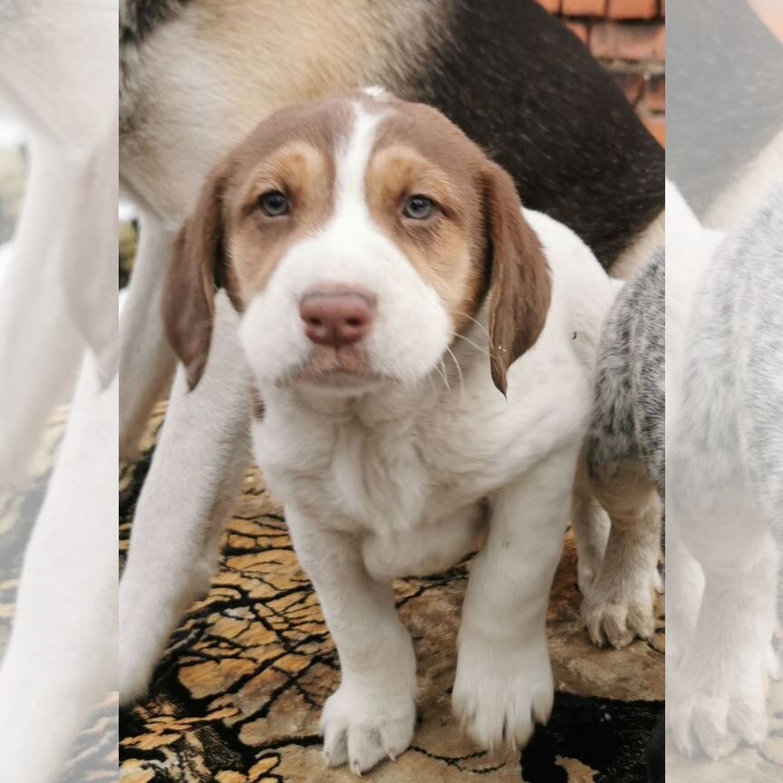 Щенок в добрые руки