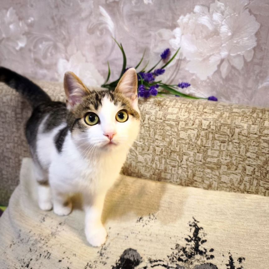 Котёнок в добрые руки