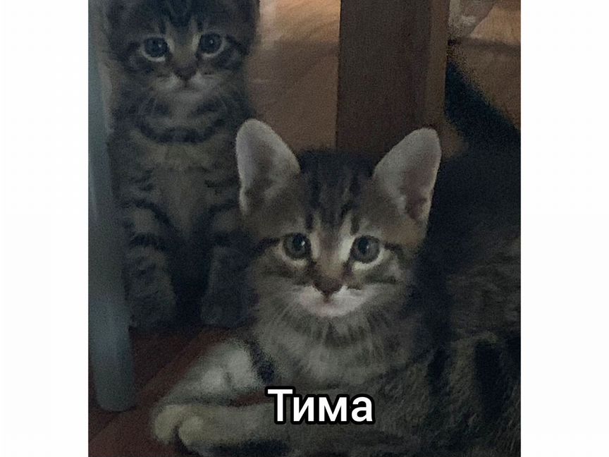 Котенок на букву Т