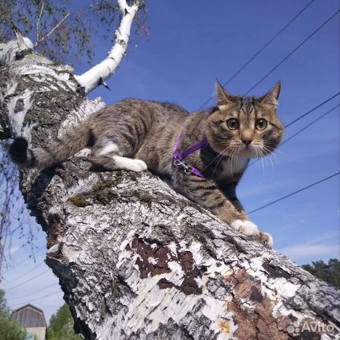 Кот Валера на передержку