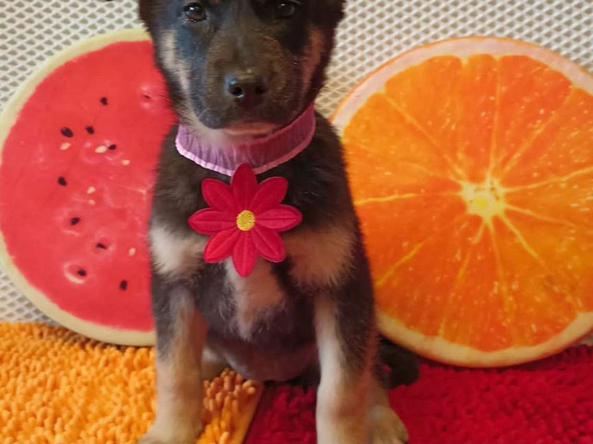 Джин ищет претендентов на его лапу и сердце