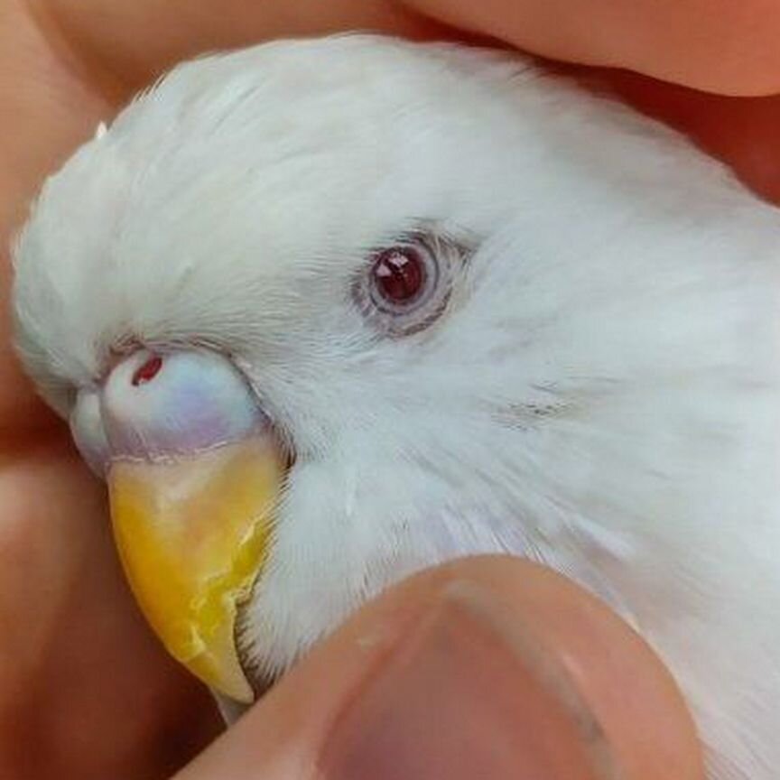 Самец получех альбинос с рубиновыми глазами