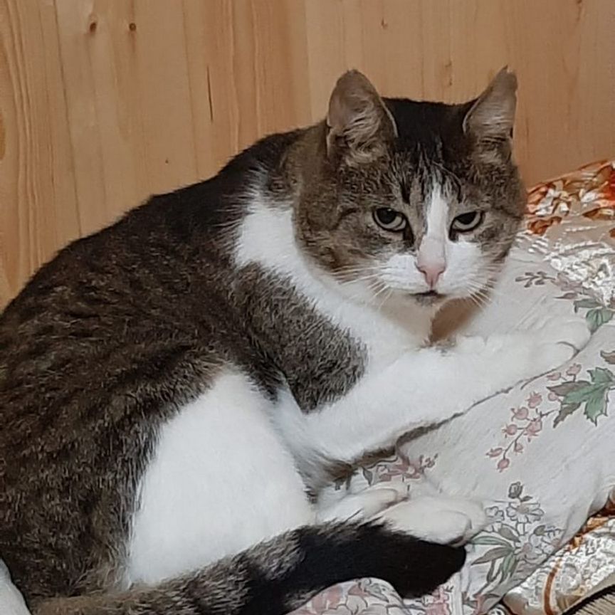 Кот