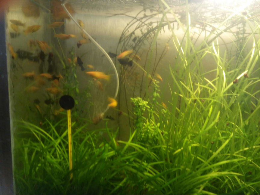 Аквариумные рыбы молинезии