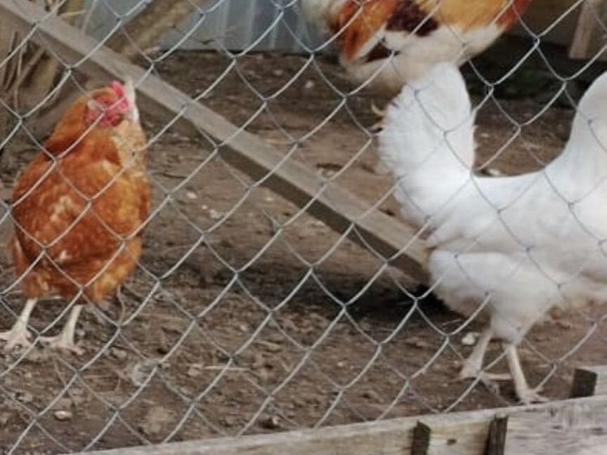 Отдам петуха