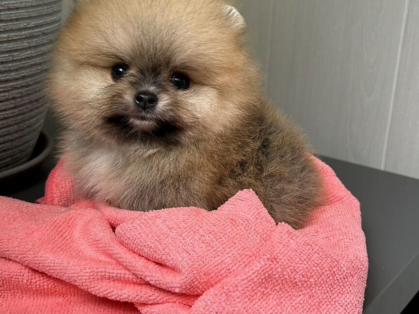 Померанский шпиц медвежьего типа