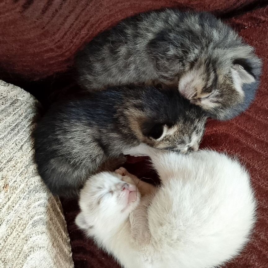 Котята в добрые руки