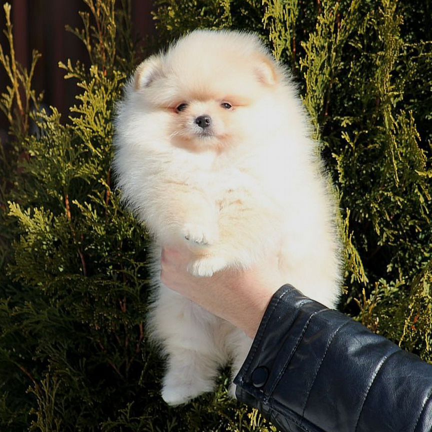 Померанский шпиц мини щенок