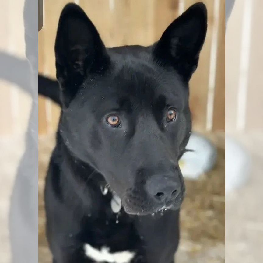 Взрослый пёс в добрые руки