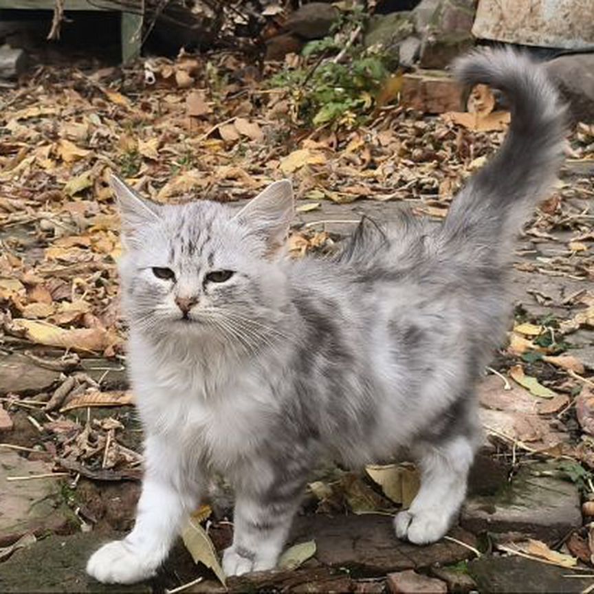 Котёнок в добрые руки