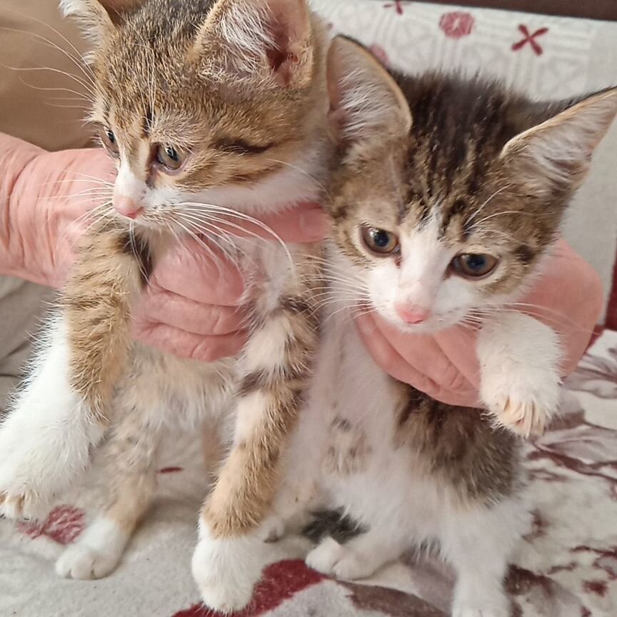 Котята в добрые руки бесплатно маленькие
