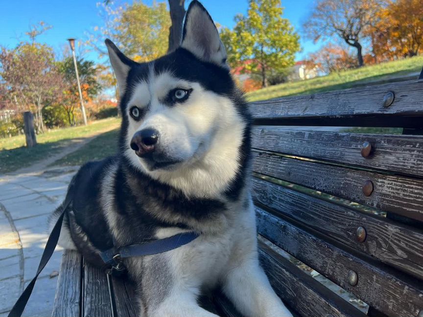 Отдам в добрые руки хаски