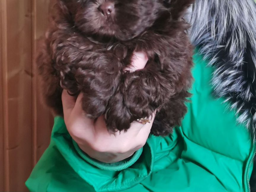 Мальтипу шоколадный мальчик