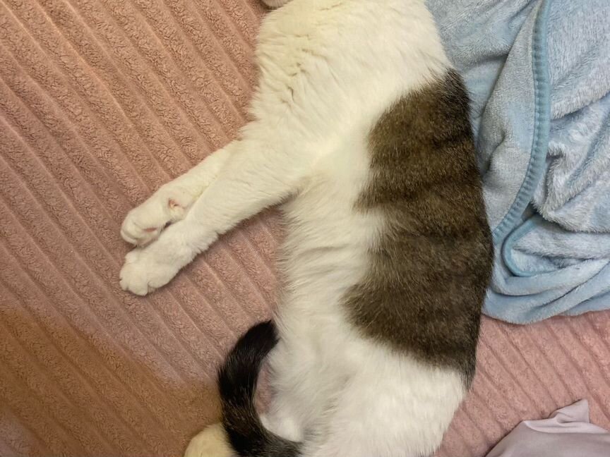 Лиза
