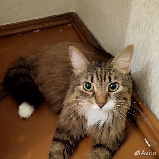 Кошка(метис сибирской) осталась без хозяйки