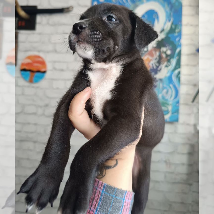 Американский питбультерьер, щенок