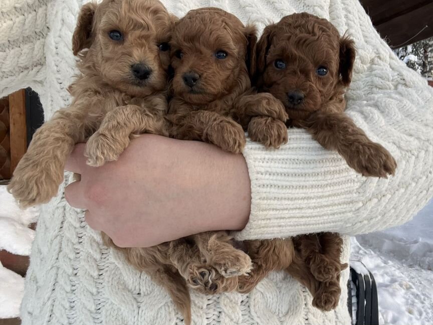 Той пудель ред браун девочка