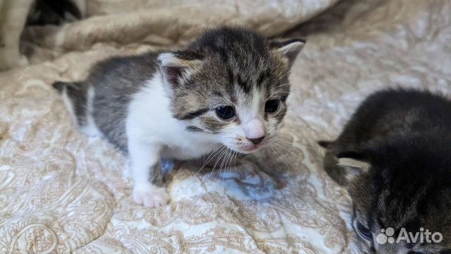 Маленькие котята готовы для брони
