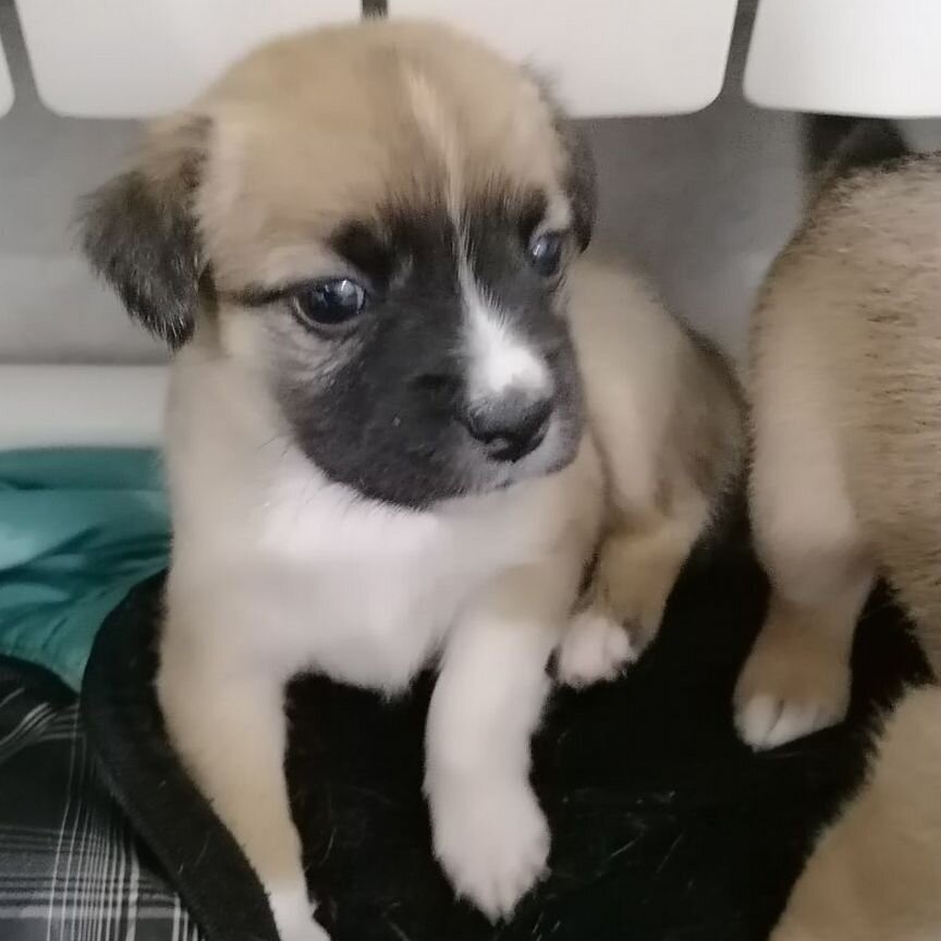 Щенок в добрые руки