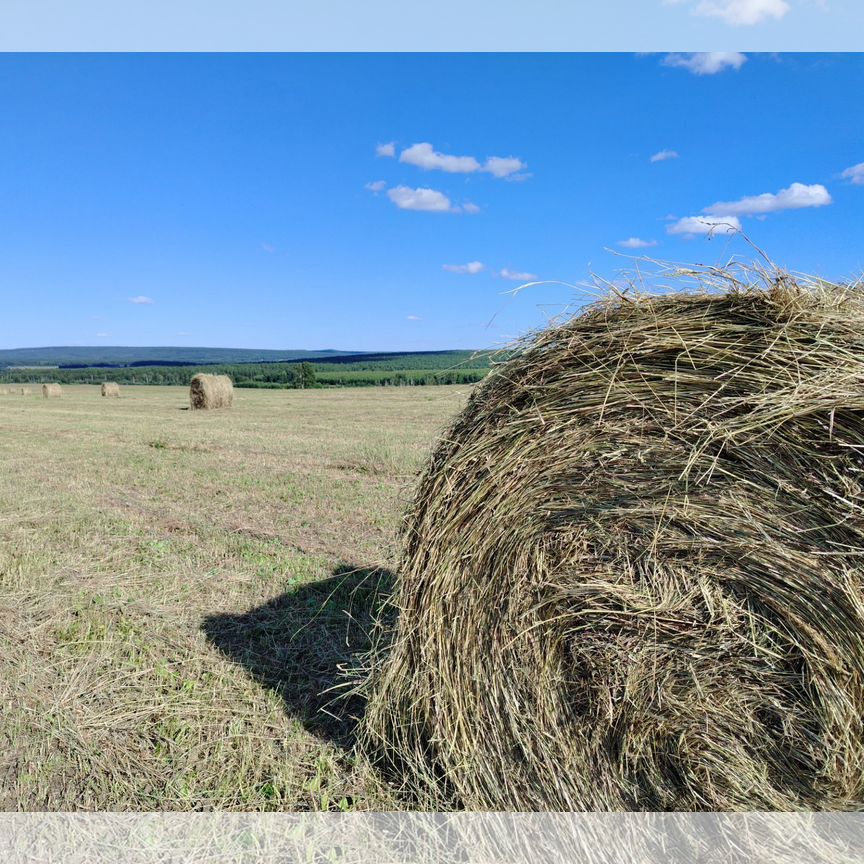 Продам сено в рулонах