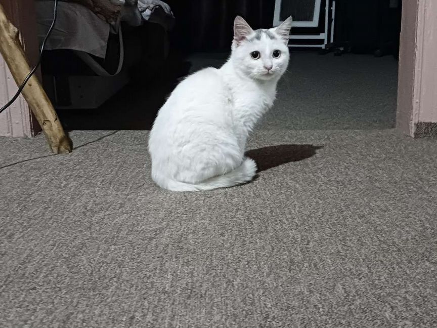 Кошечка в добрые руки метиска