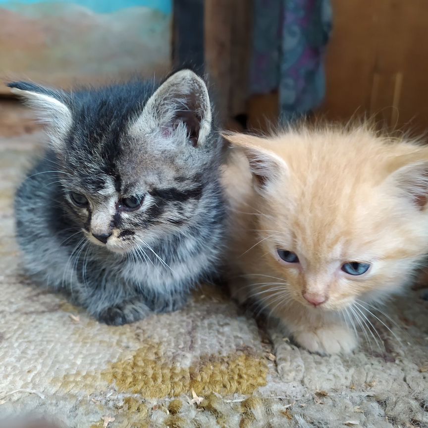 Котята
