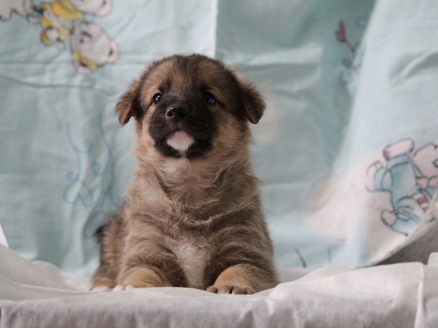 Щенок Барни