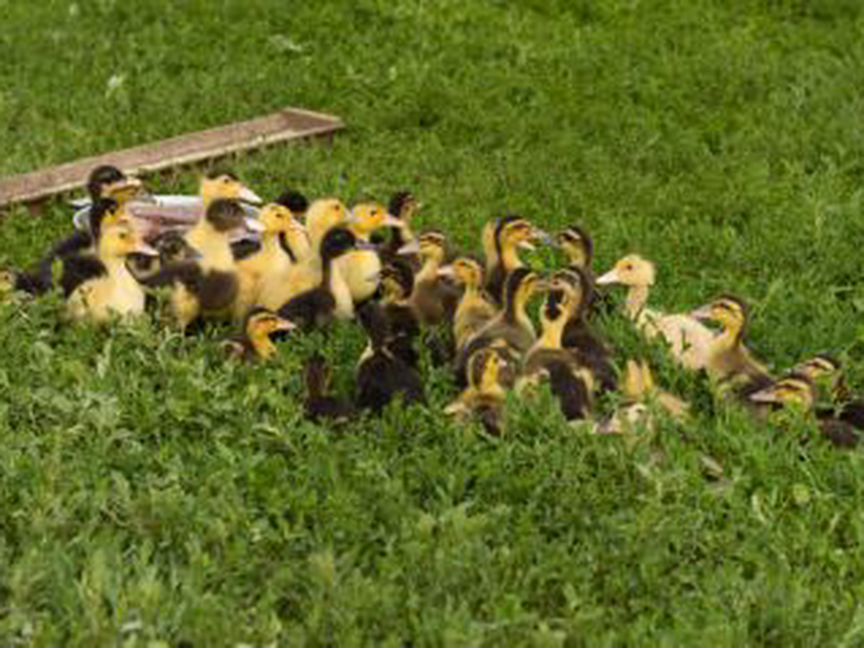 Утята шипуны