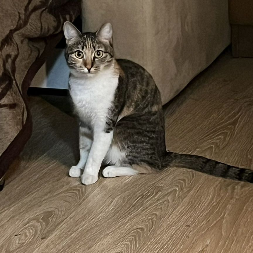 Кошка в хорошие руки