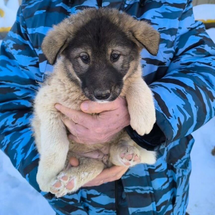 Щенок в добрые руки