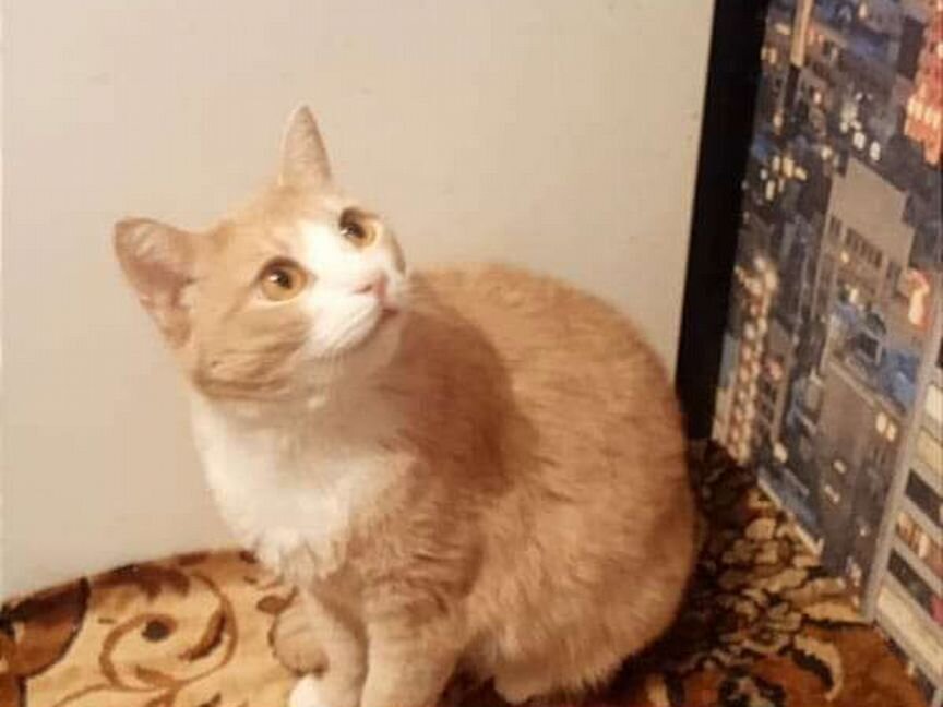 Рыжая кошечка Полинка апельсинка ищет дом