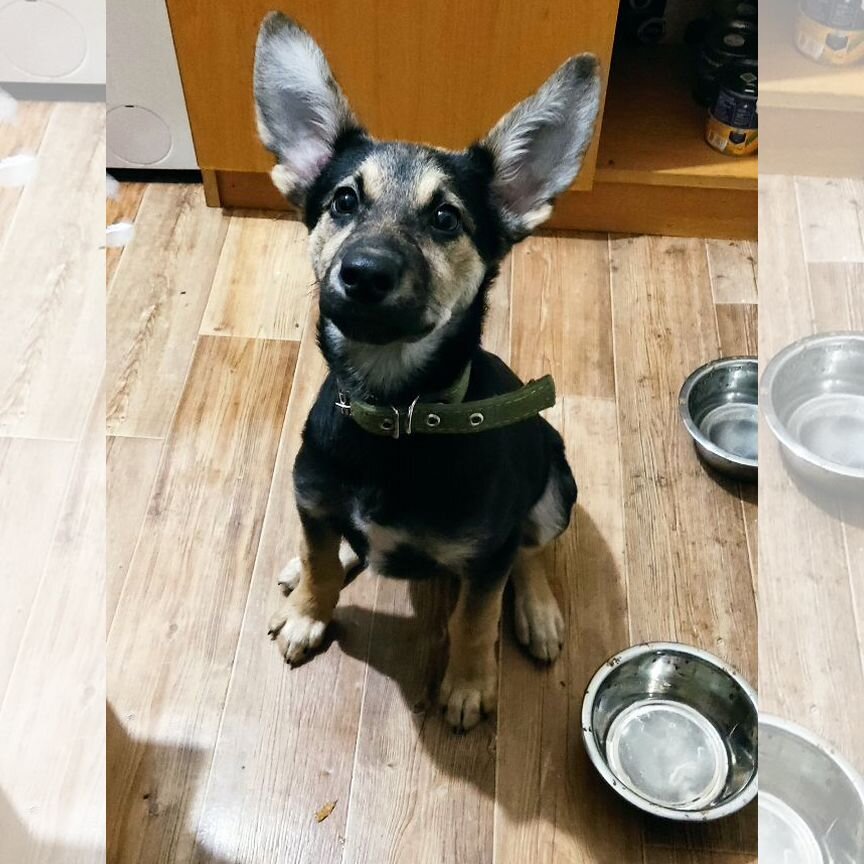 Немецкая овчарка, щенок