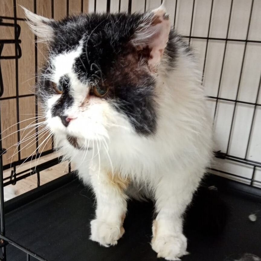 Взрослый кот в добрые руки