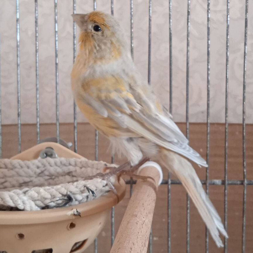 Канарейка Мазаик