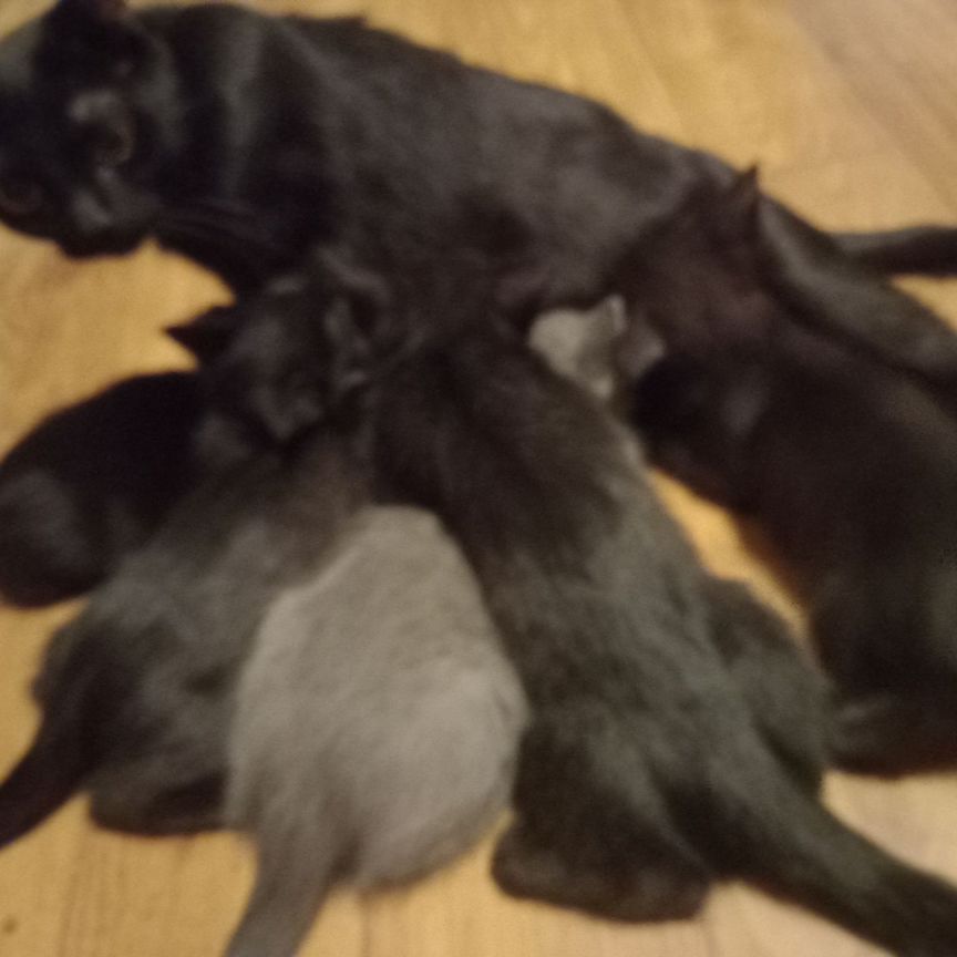 Котята в добрые руки бесплатно