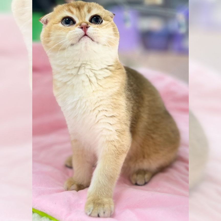 Шотландский вислоухий короткошёрстный котёнок