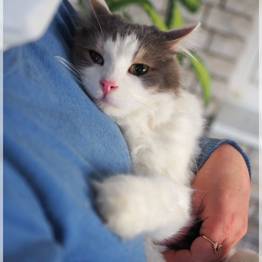 Кошки в добрые руки бесплатно