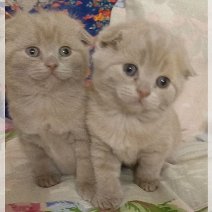 Британский короткошёрстный котёнок