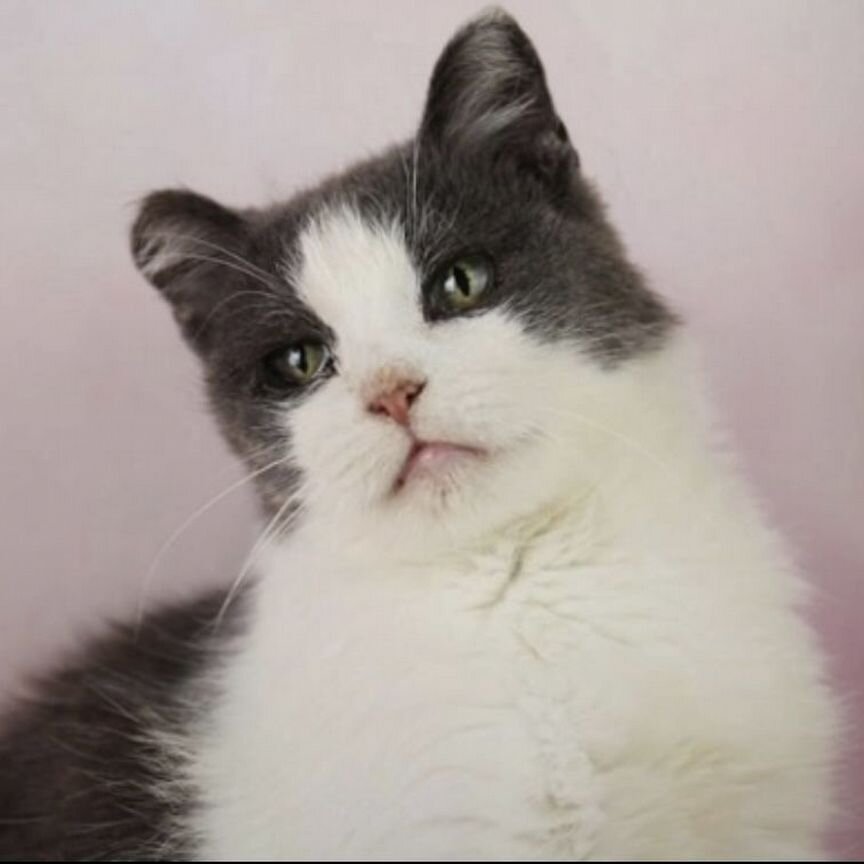 Отдам кошечку в добрые руки