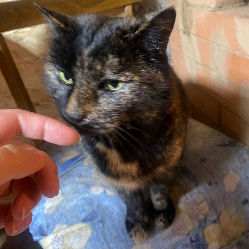 Взрослая, кошка в добрые руки