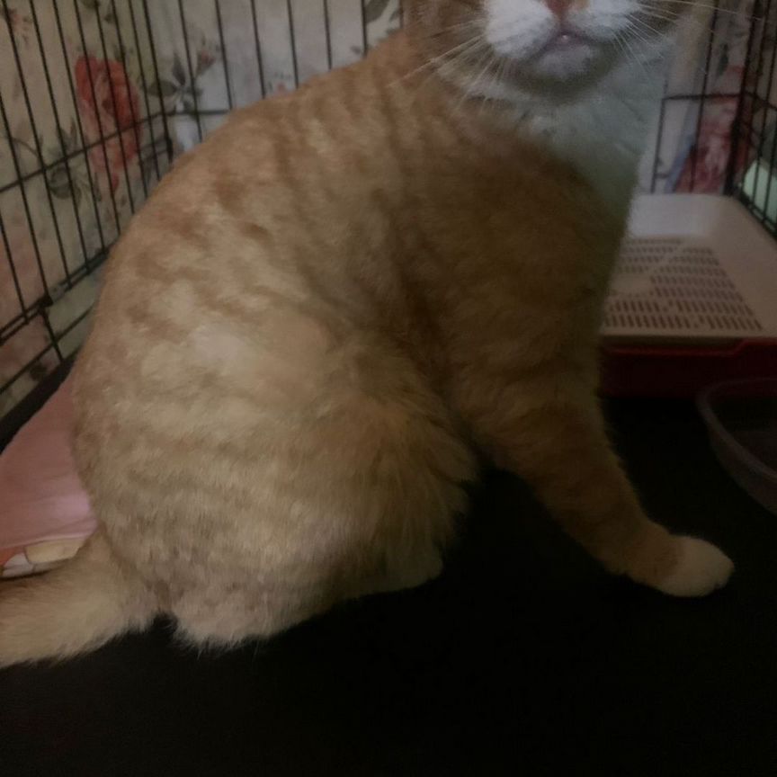 Нашли милейшего котика,замерзал