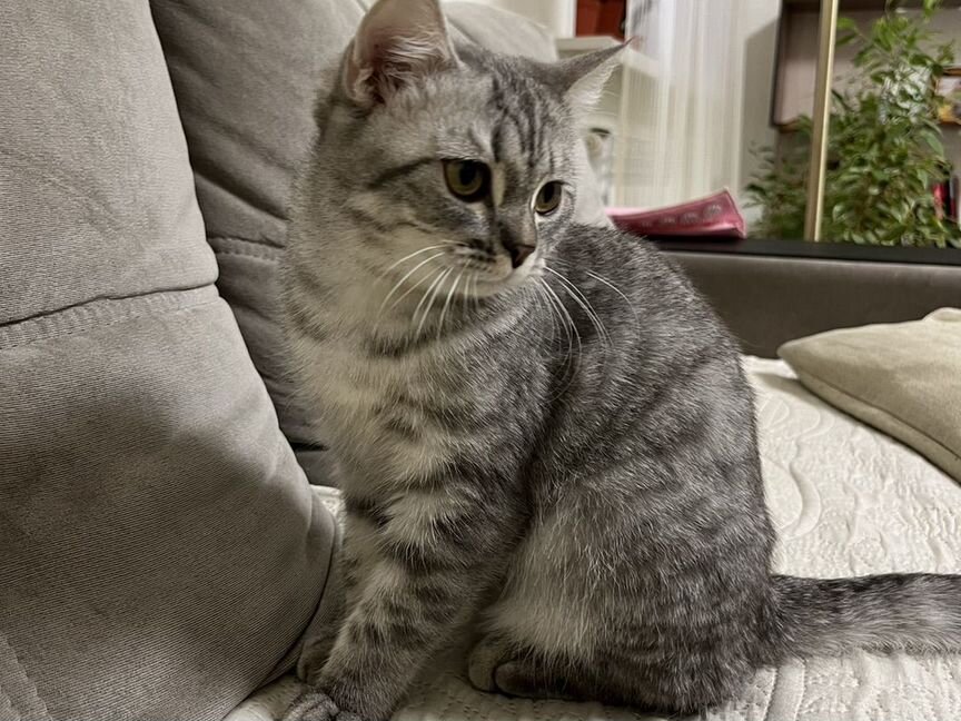 Шотландская кошка