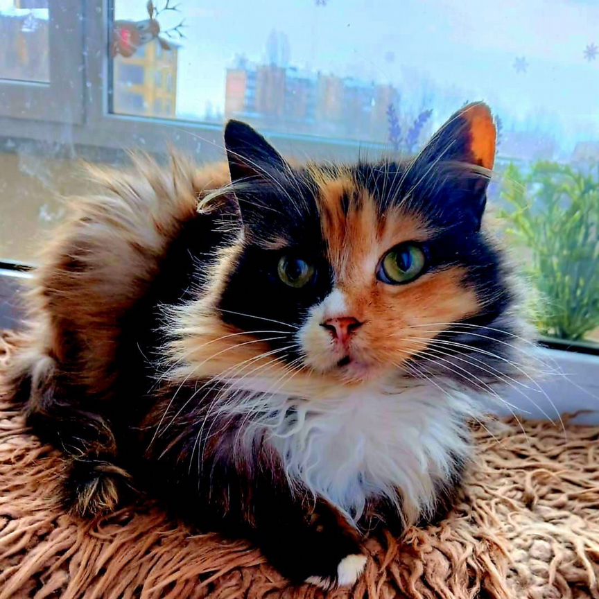 Кошки в добрые руки