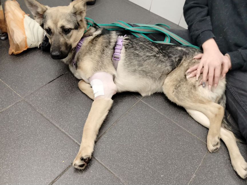 Щенок очень ищет дом и семью