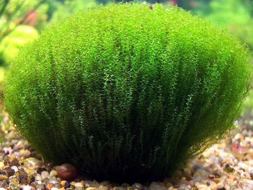 Мох Стринги или Лептодиктиум, меристемный