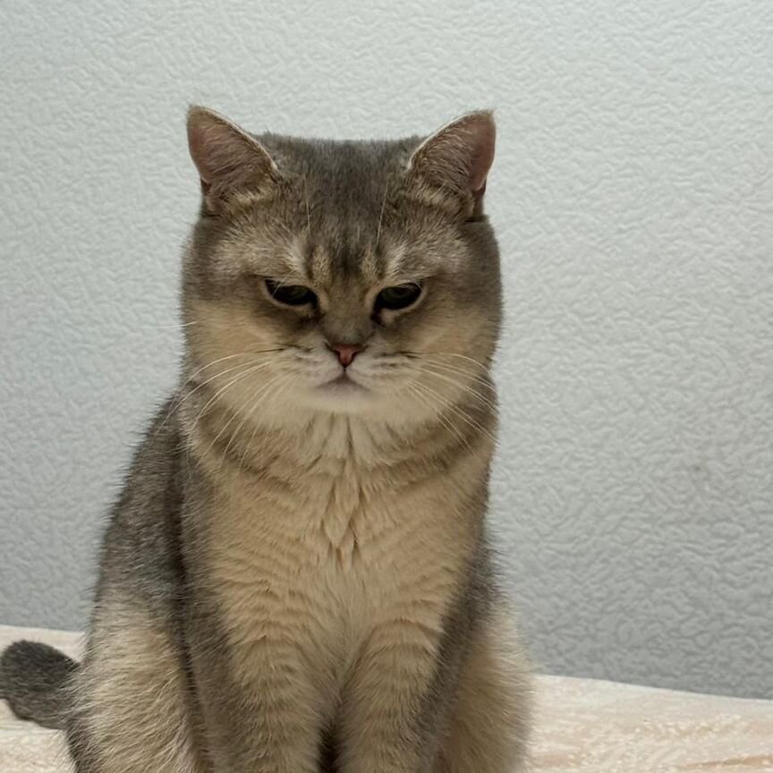 Британская шиншилла