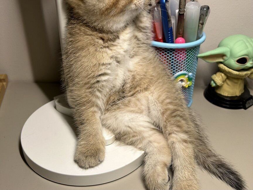 Шотландский вислоухий котенок