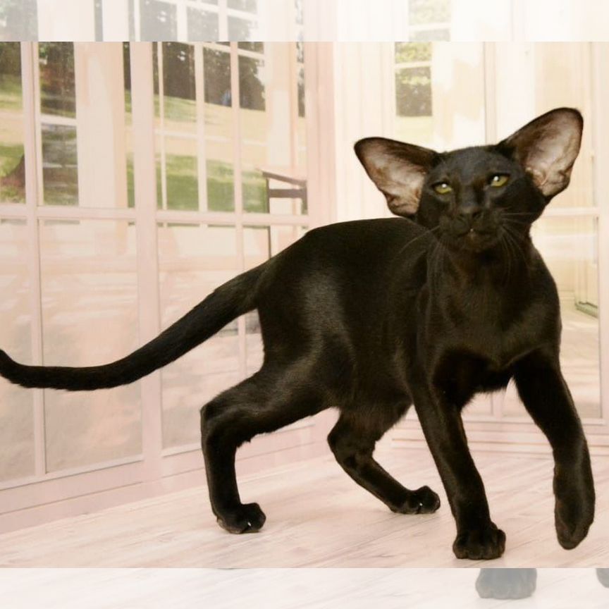 Ориентальный котёнок