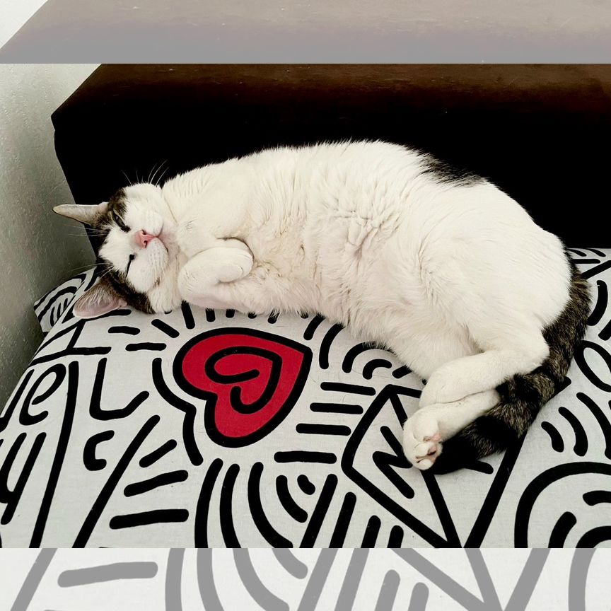 Добрый котик. Его бил хозяин. Ищет дом