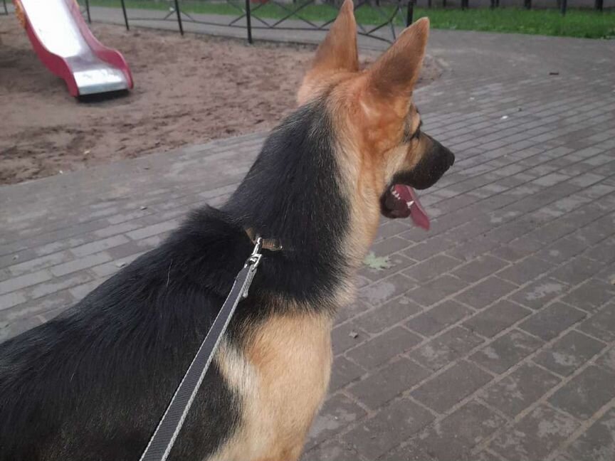 Собака